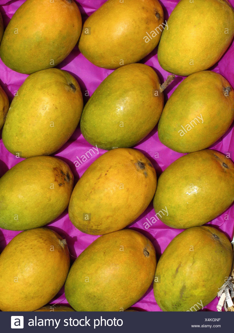 Mangifera Indica L High Resolution Stock Photography and Images - Alamy