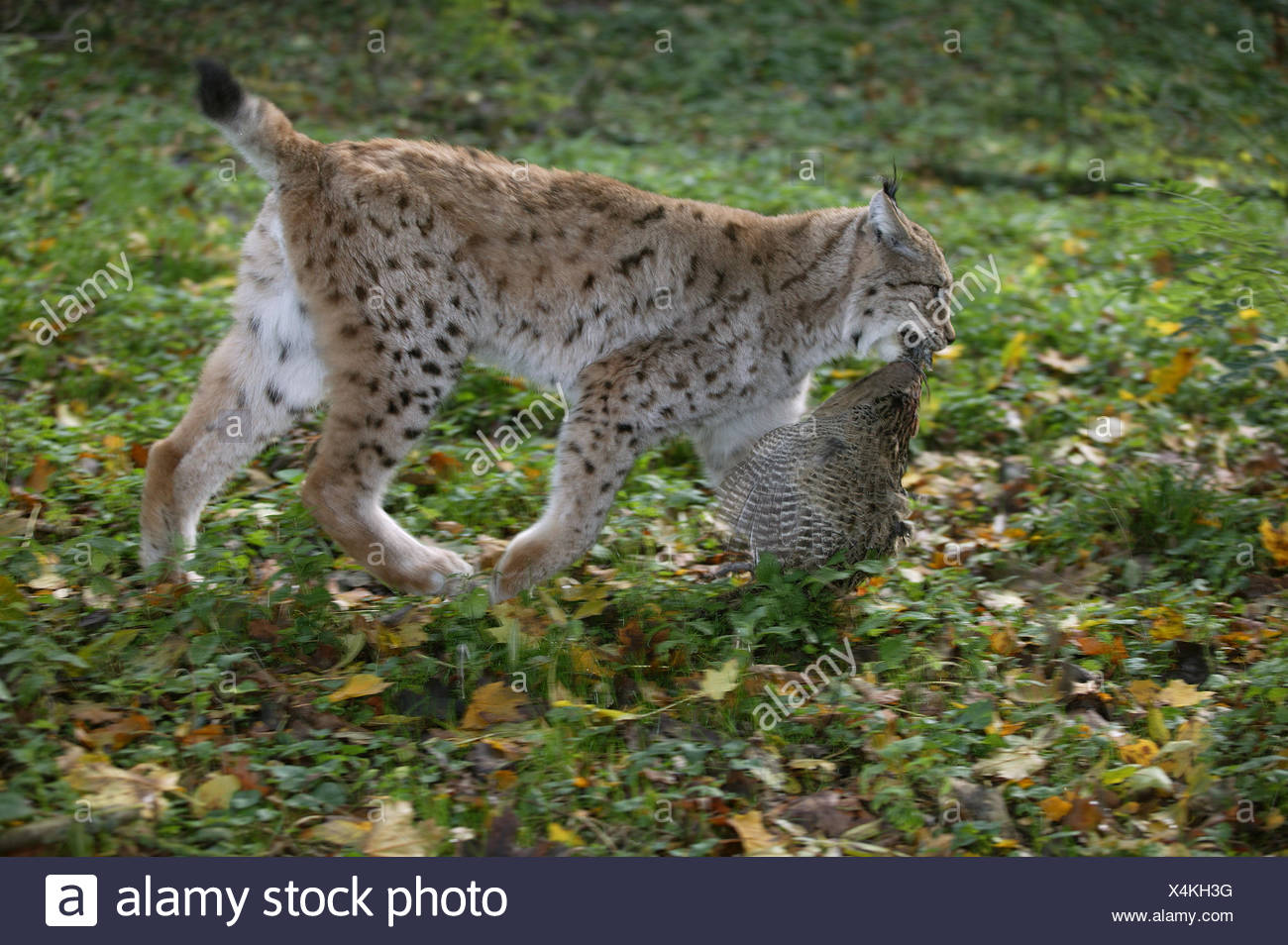 Lynx Kill High Resolution Stock Photography and Images - Alamy