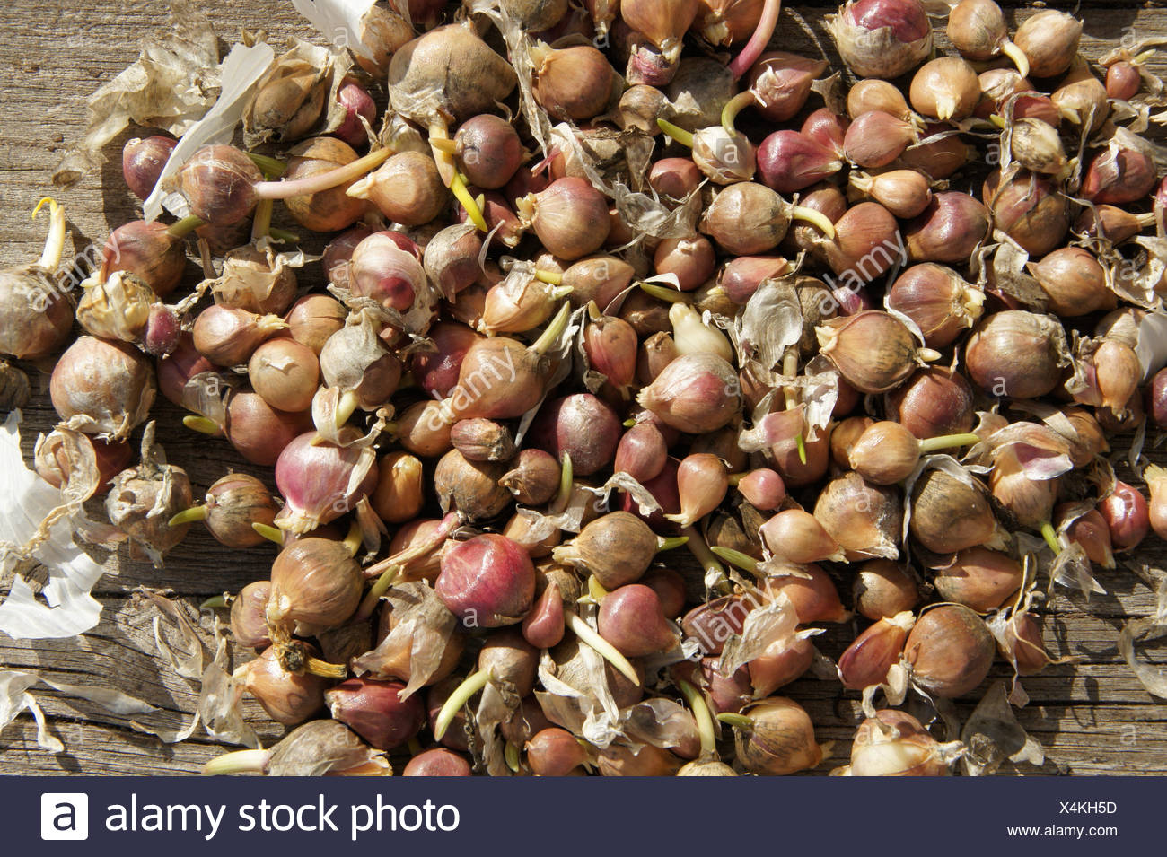 Allium Sativum Plant Plants High Resolution Stock Photography and ...