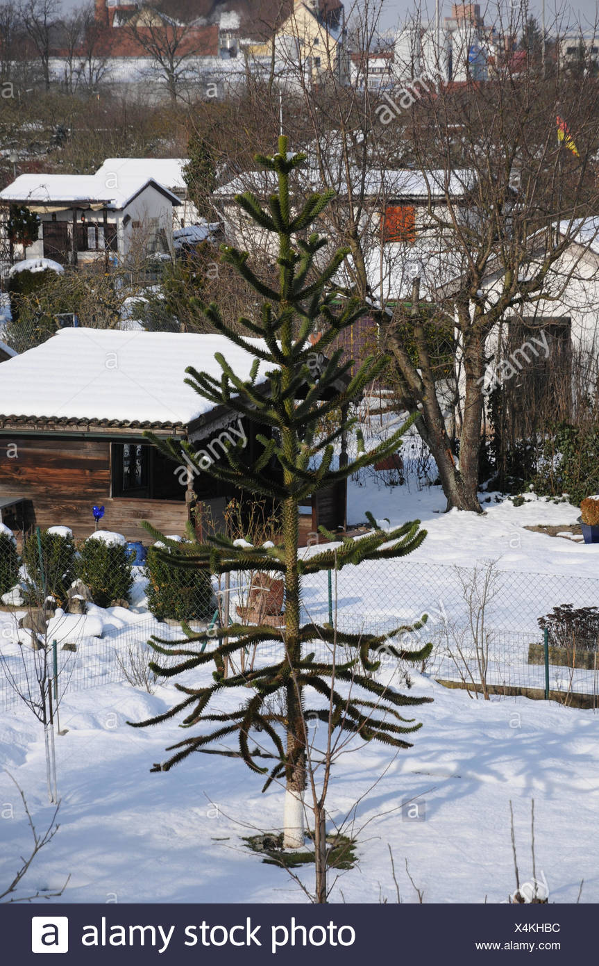 Araucaria High Resolution Stock Photography and Images - Alamy