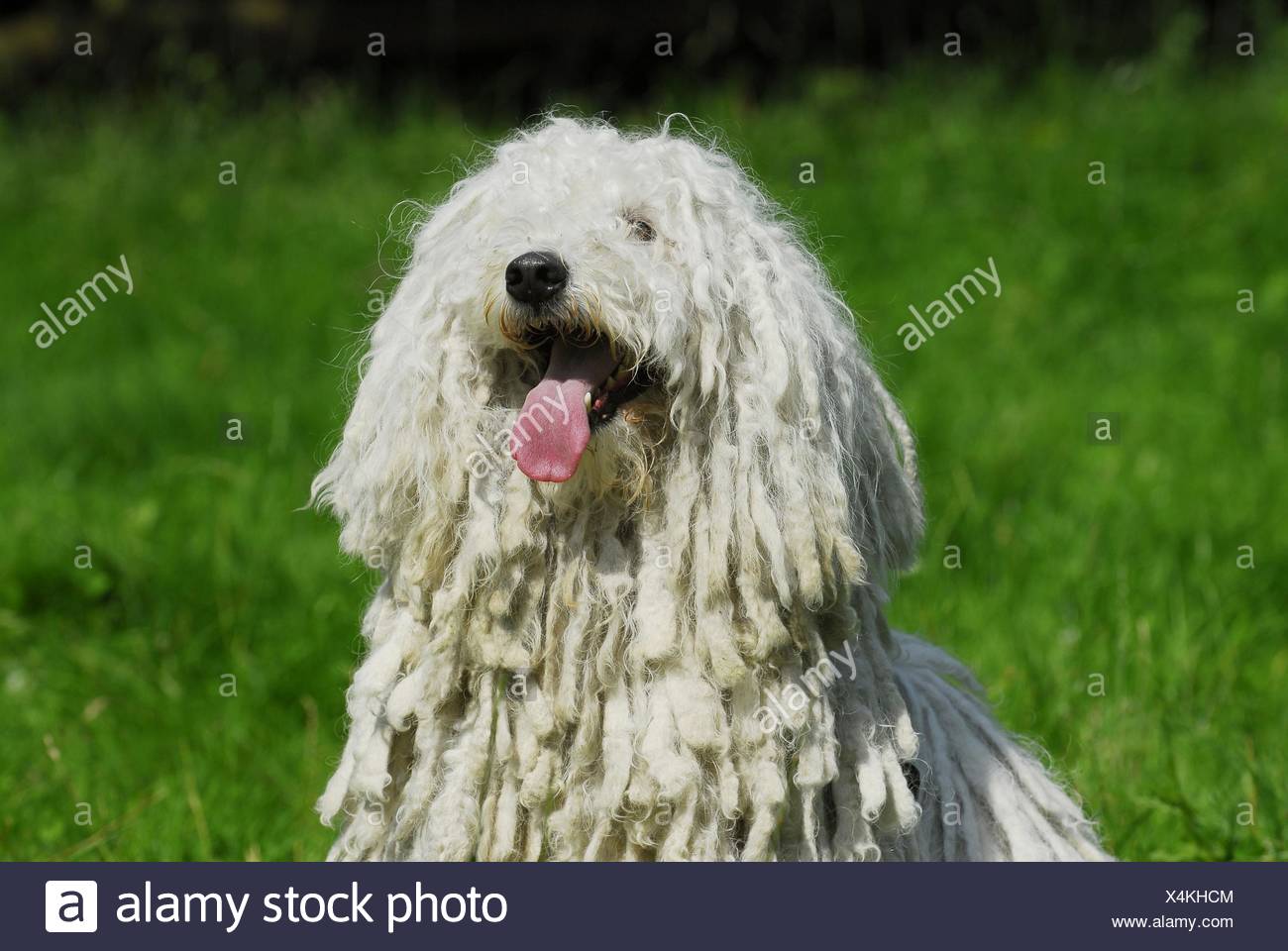 Dog With Dreadlocks High Resolution Stock Photography and Images - Alamy