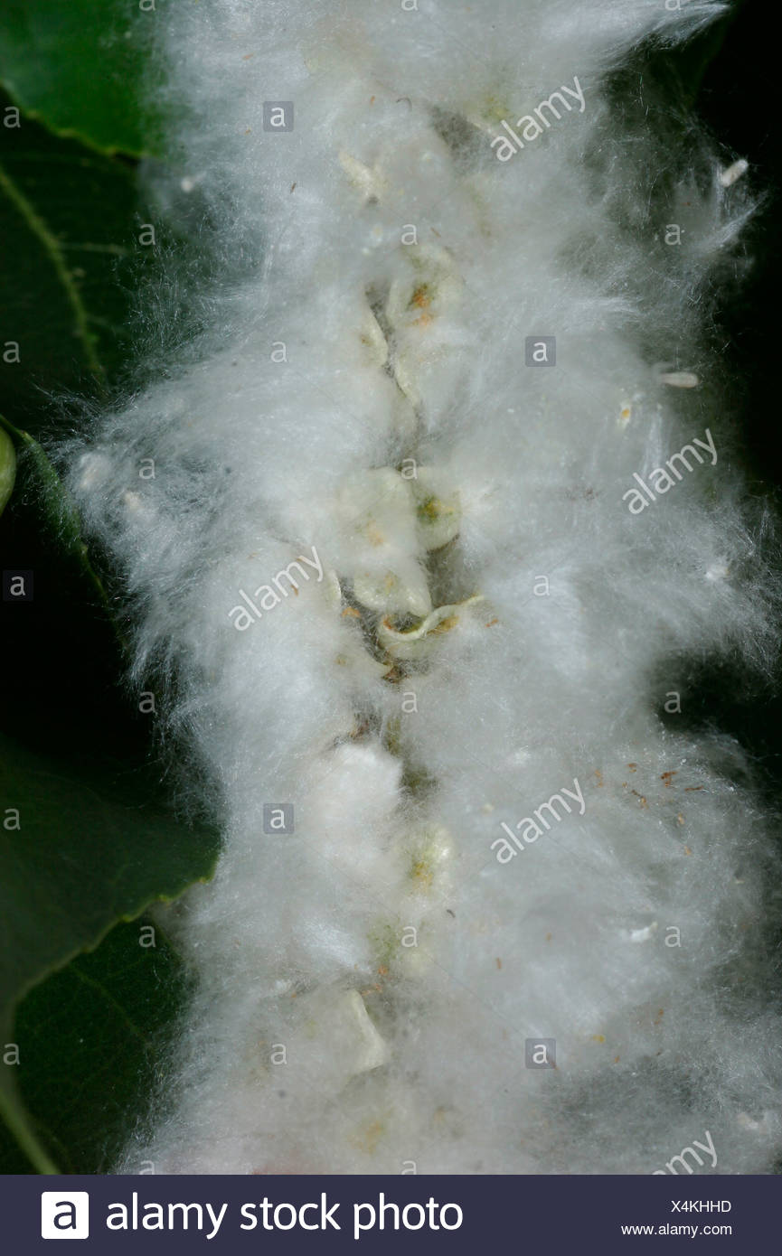 Aspen Seed High Resolution Stock Photography and Images - Alamy