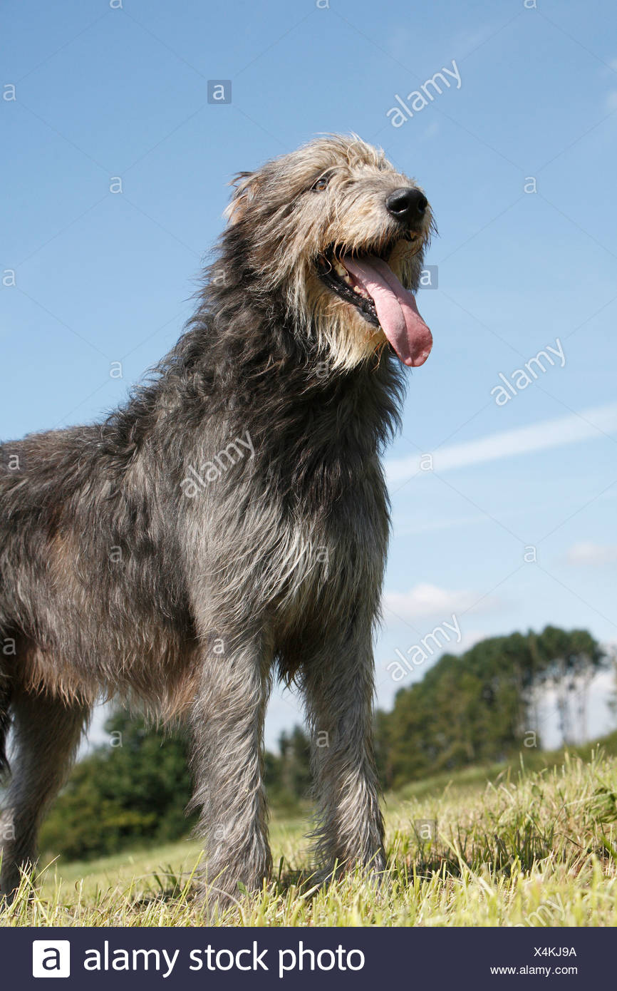 Irish Wolfhound High Resolution Stock Photography and Images - Alamy