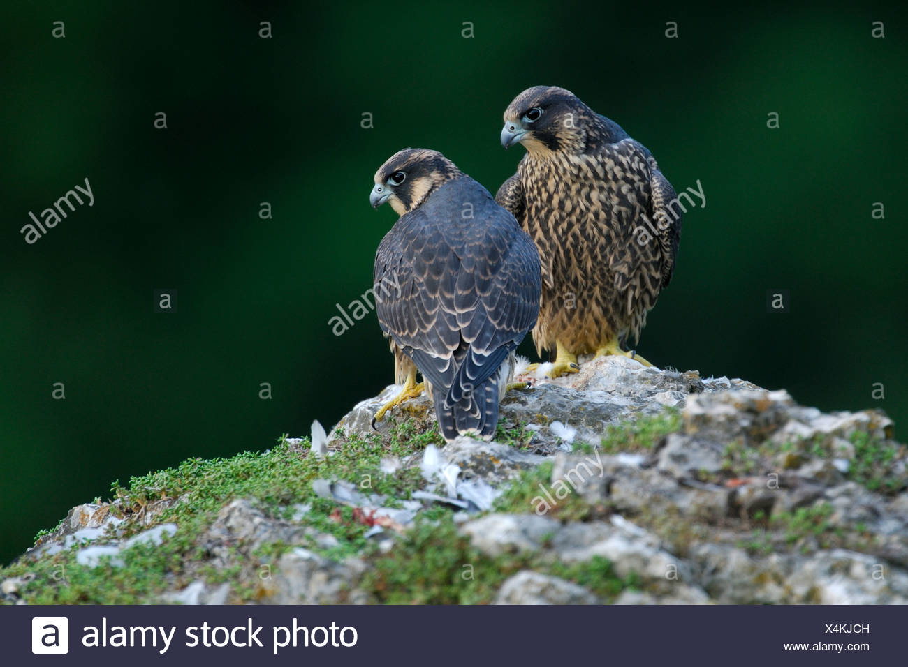 Falcons High Resolution Stock Photography and Images - Alamy