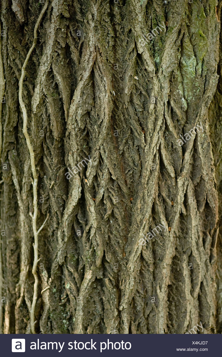 White Willow Tree Bark High Resolution Stock Photography and Images - Alamy