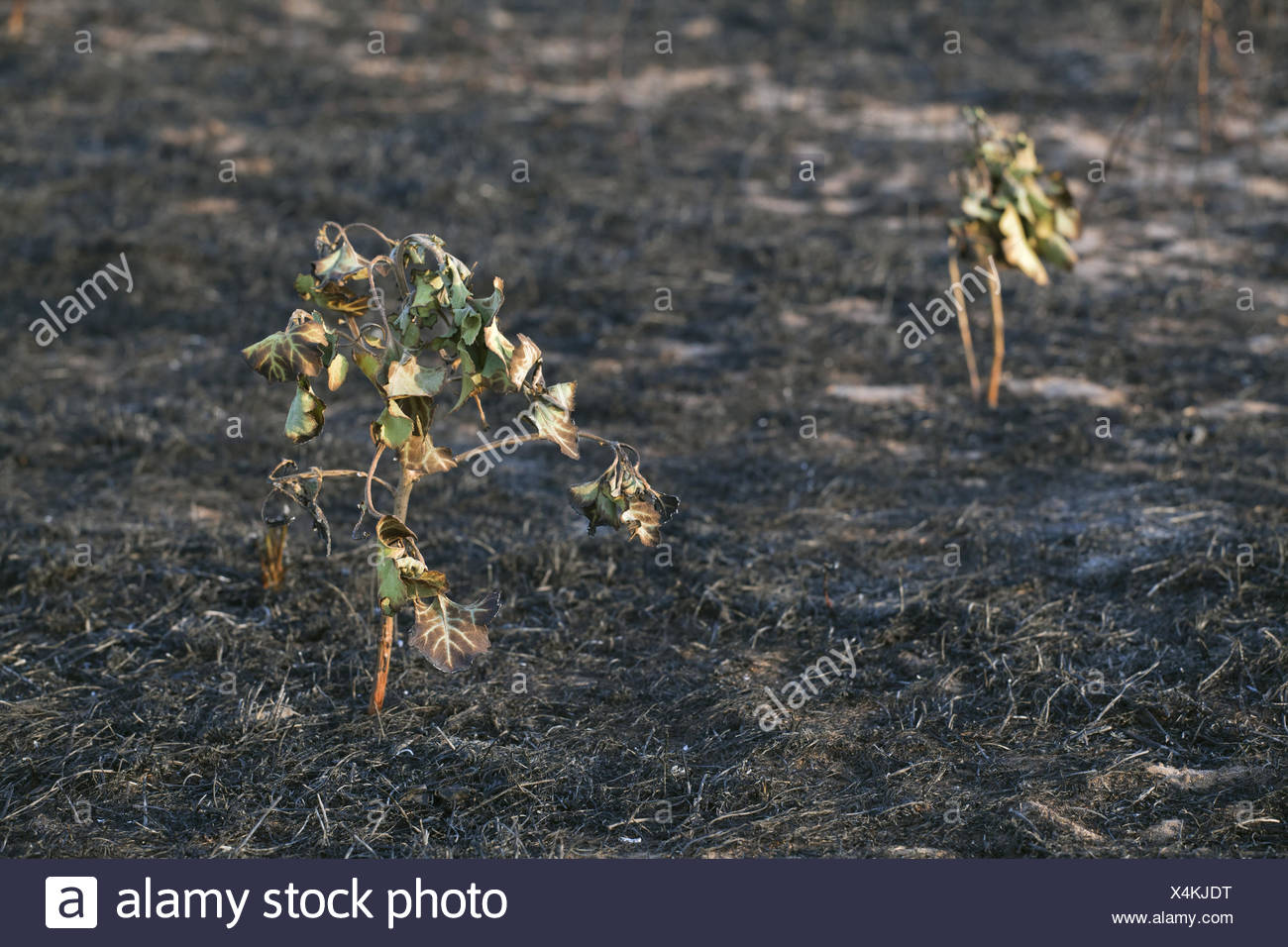 Ash Sapling High Resolution Stock Photography and Images - Alamy