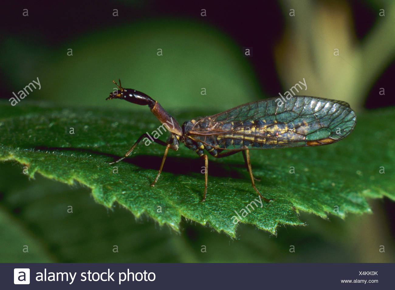 Snakefly High Resolution Stock Photography and Images - Alamy
