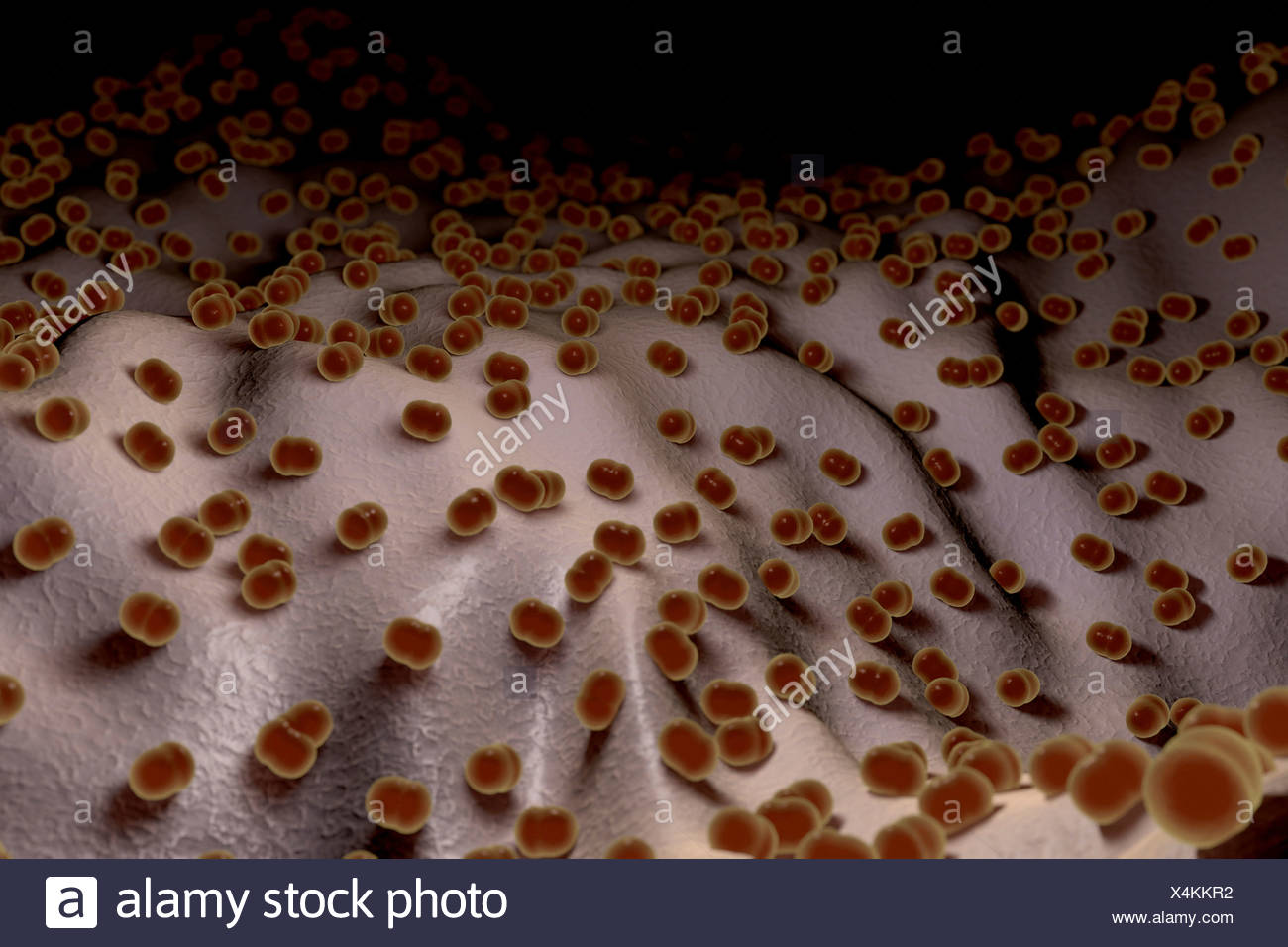 Enterococci High Resolution Stock Photography and Images - Alamy
