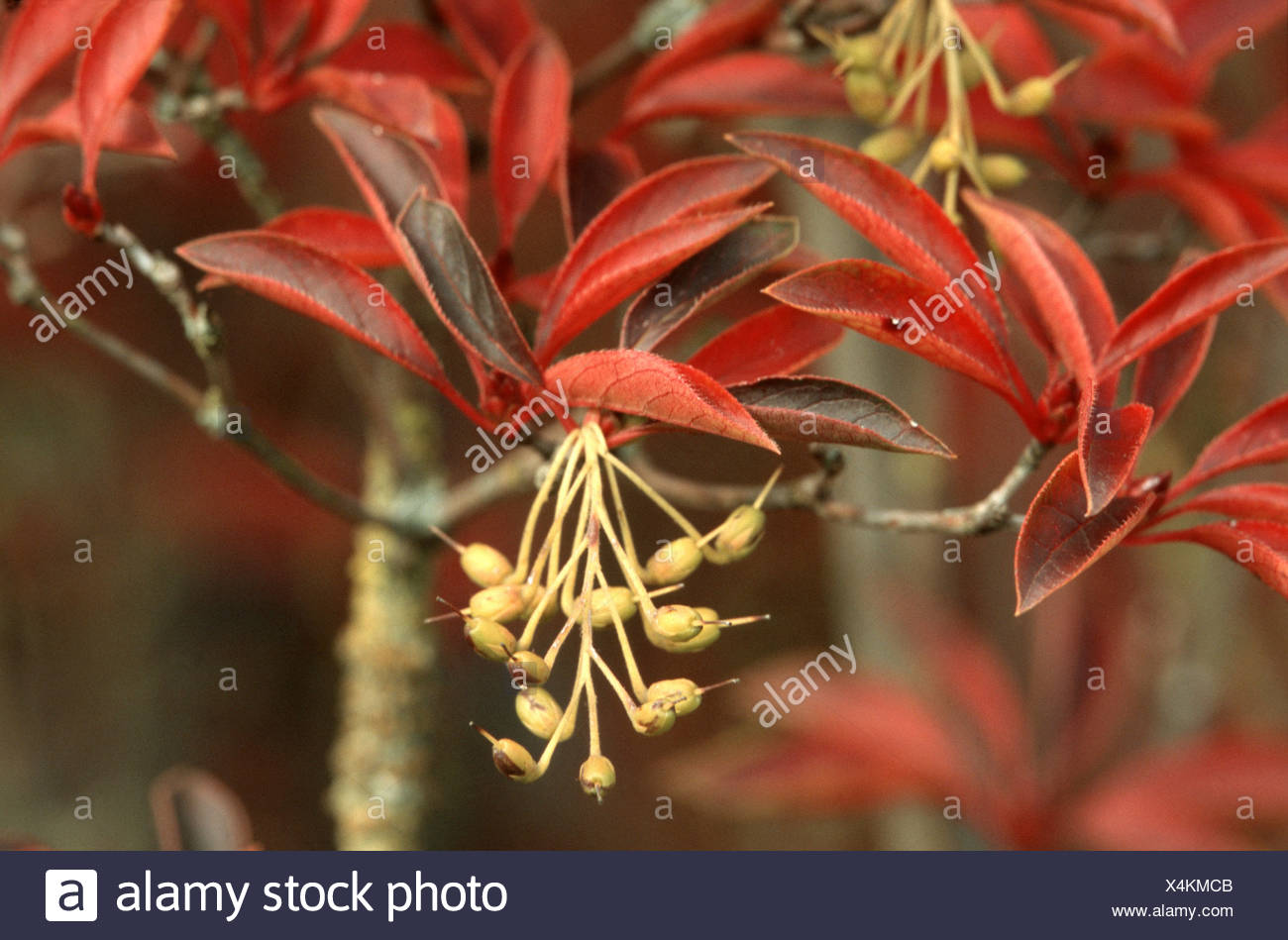 Enkianthus Campanulatus Autumn High Resolution Stock Photography and ...