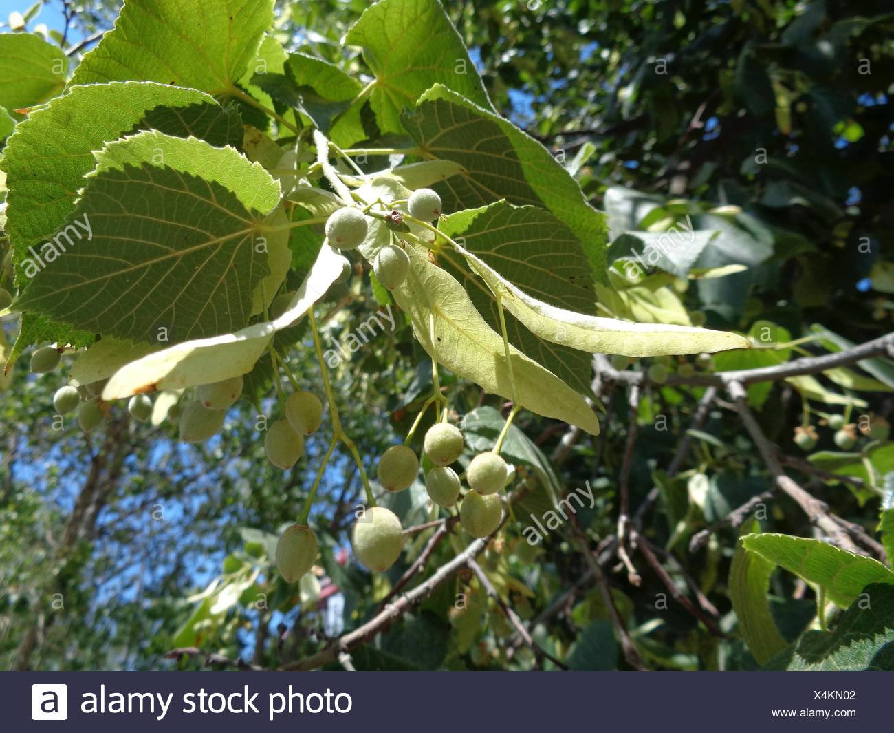 Tilia Sp High Resolution Stock Photography and Images - Alamy