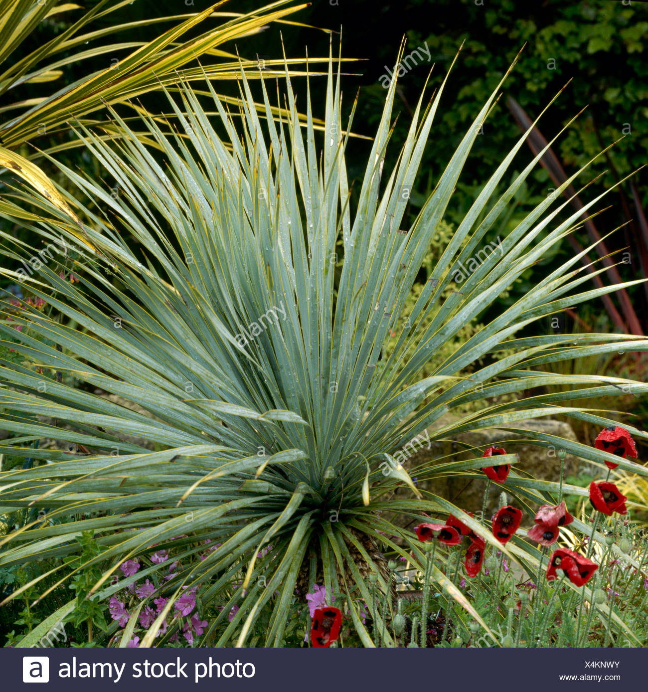 Yucca Rostrata Stock Photos & Yucca Rostrata Stock Images - Alamy
