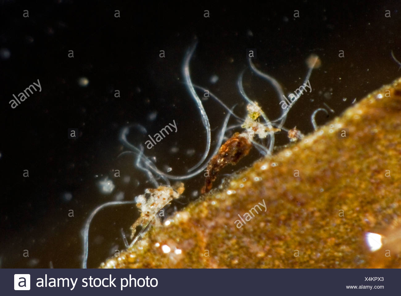Eelworms High Resolution Stock Photography and Images - Alamy