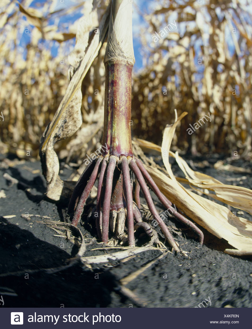 Prop Root Corn High Resolution Stock Photography and Images - Alamy