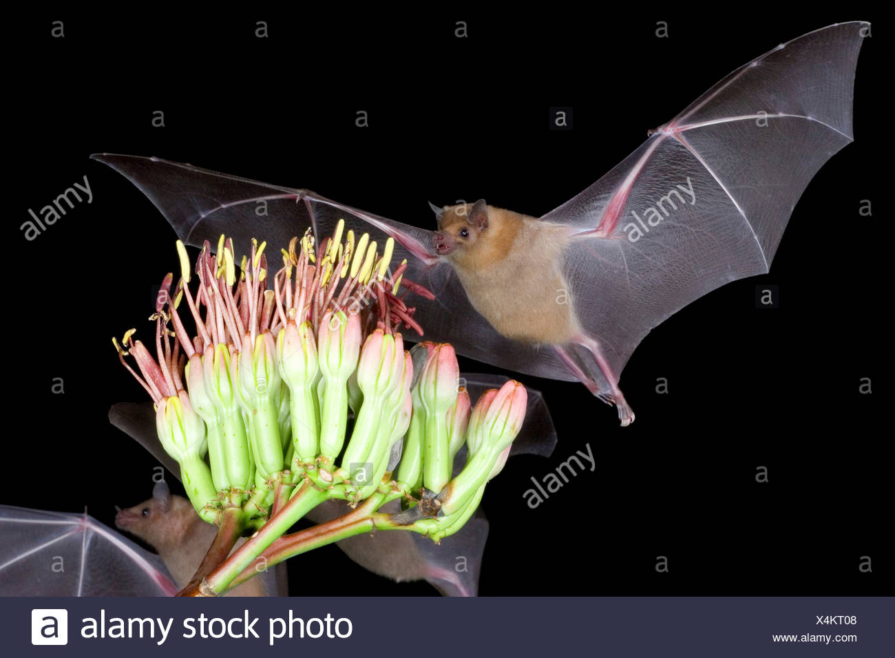 Lesser Long Nosed Bat Stock Photos & Lesser Long Nosed Bat Stock Images ...