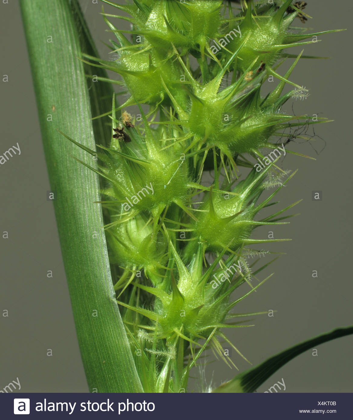 Sandbur High Resolution Stock Photography and Images - Alamy