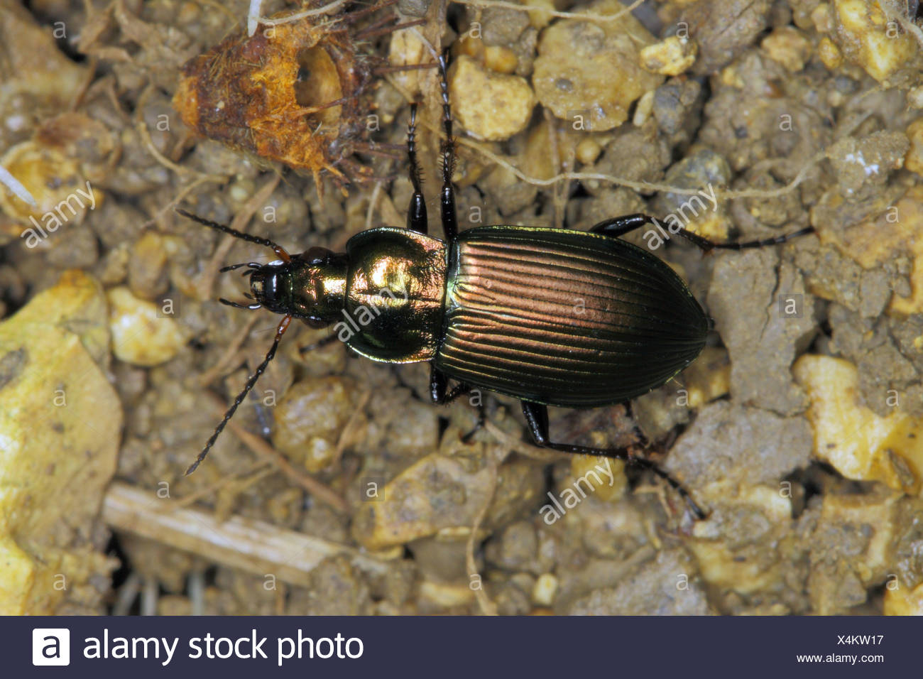 Carabid High Resolution Stock Photography and Images - Alamy