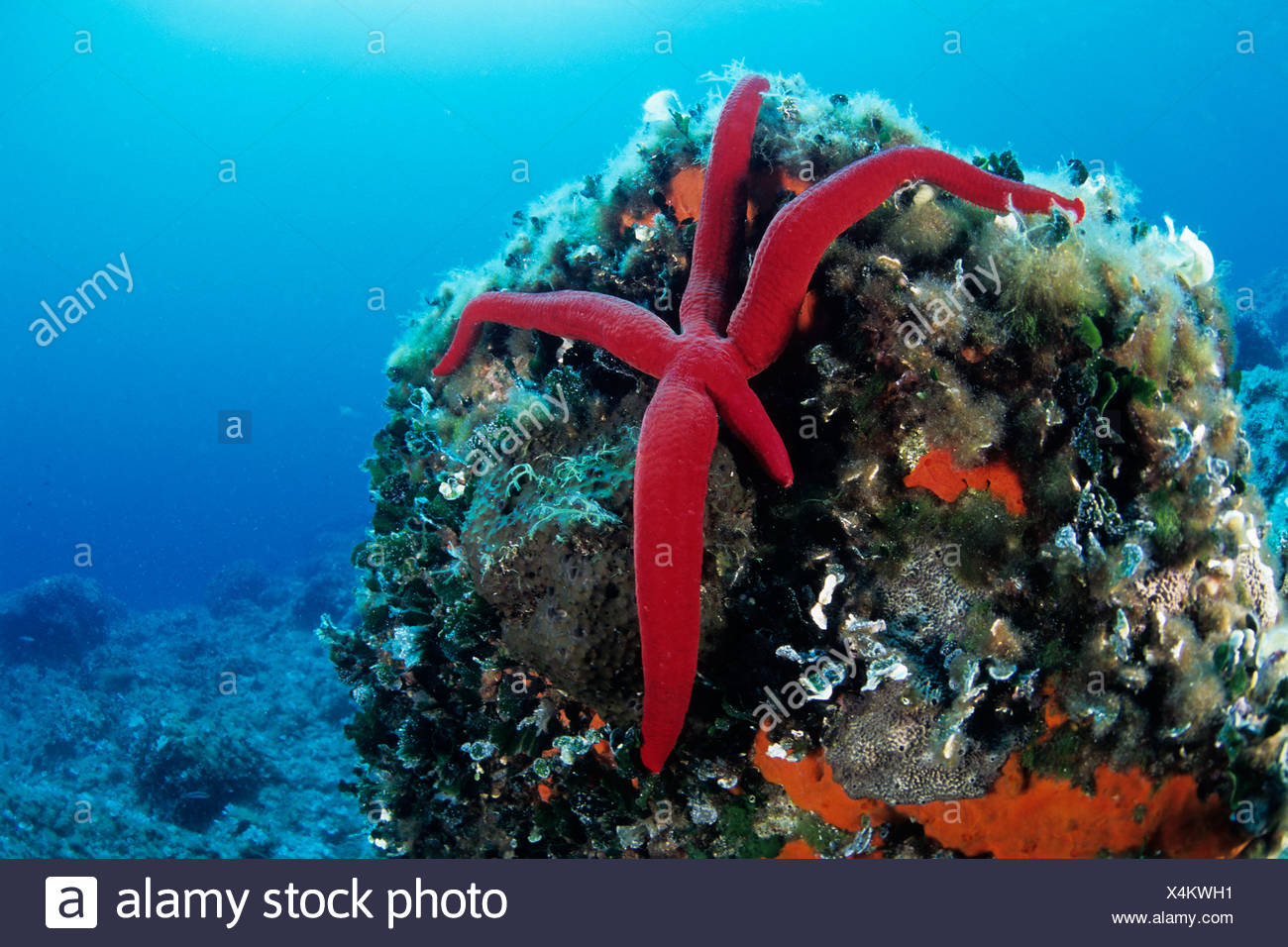 Starfish Growing Arm Stock Photos & Starfish Growing Arm Stock Images ...