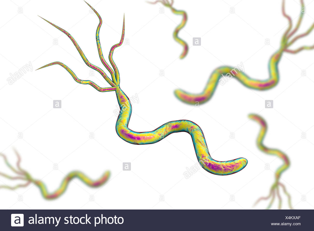 Helicobacter Pylori Stock Photos & Helicobacter Pylori Stock Images - Alamy