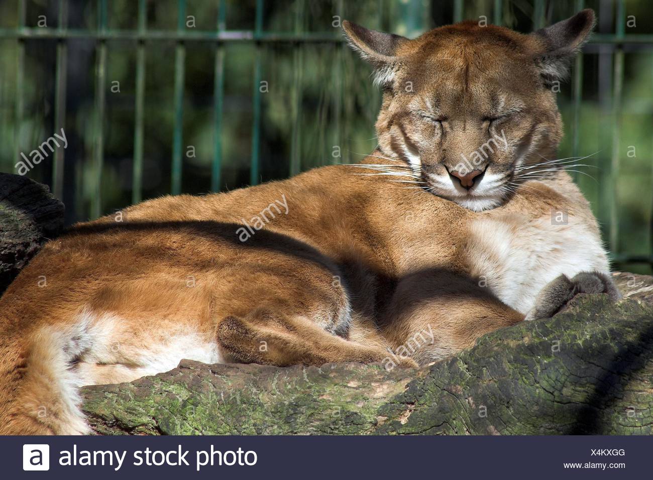 Sleeping Cougar Stock Photos & Sleeping Cougar Stock Images - Alamy
