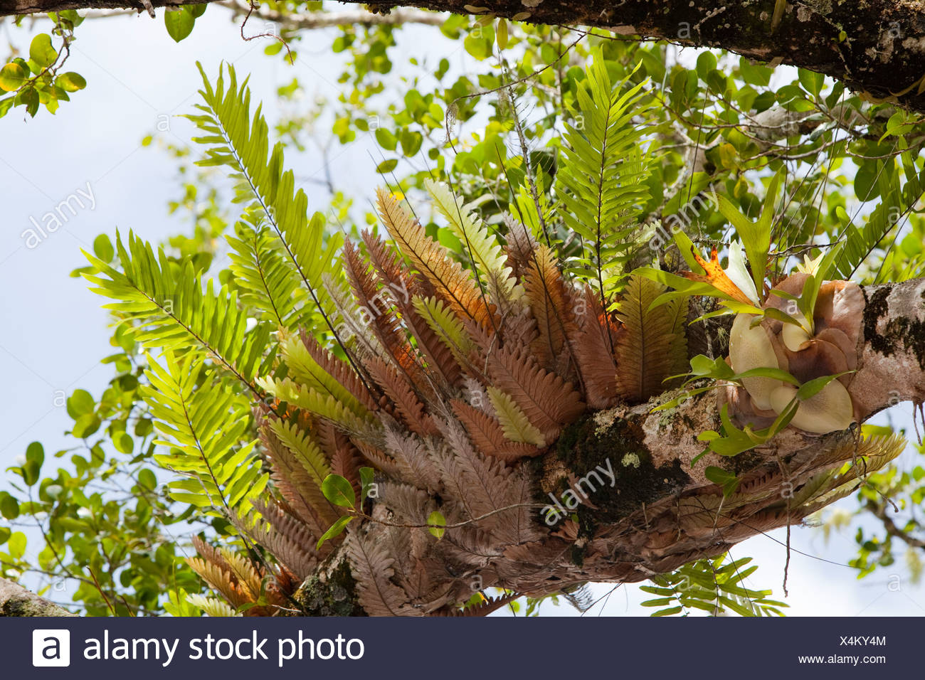 Epiphytic Ferns High Resolution Stock Photography and Images - Alamy