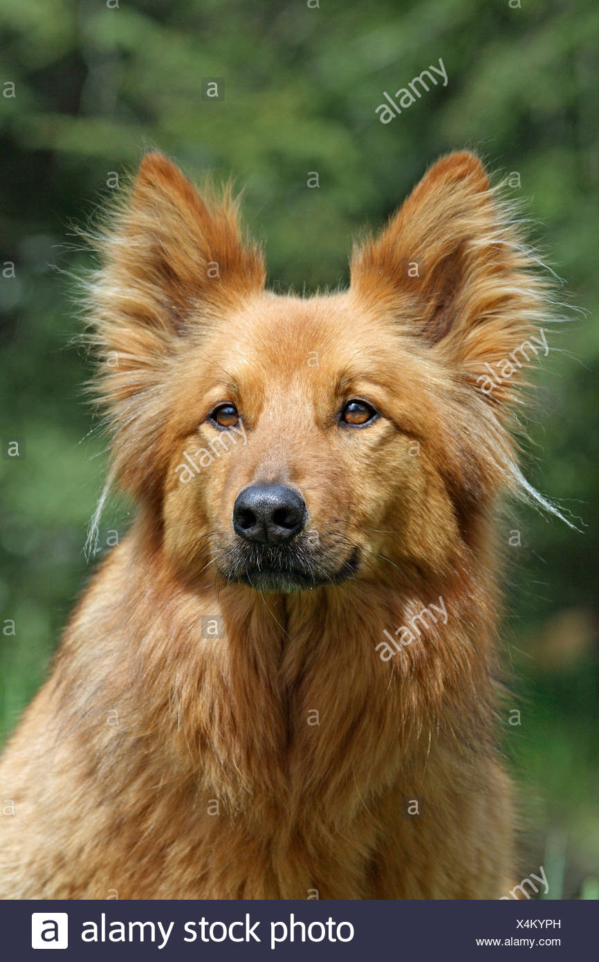 Harzer Fuchs High Resolution Stock Photography and Images - Alamy