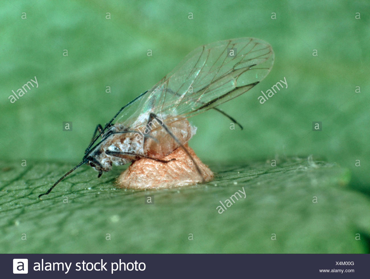 Parasitoid Wasp Aphid High Resolution Stock Photography and Images - Alamy
