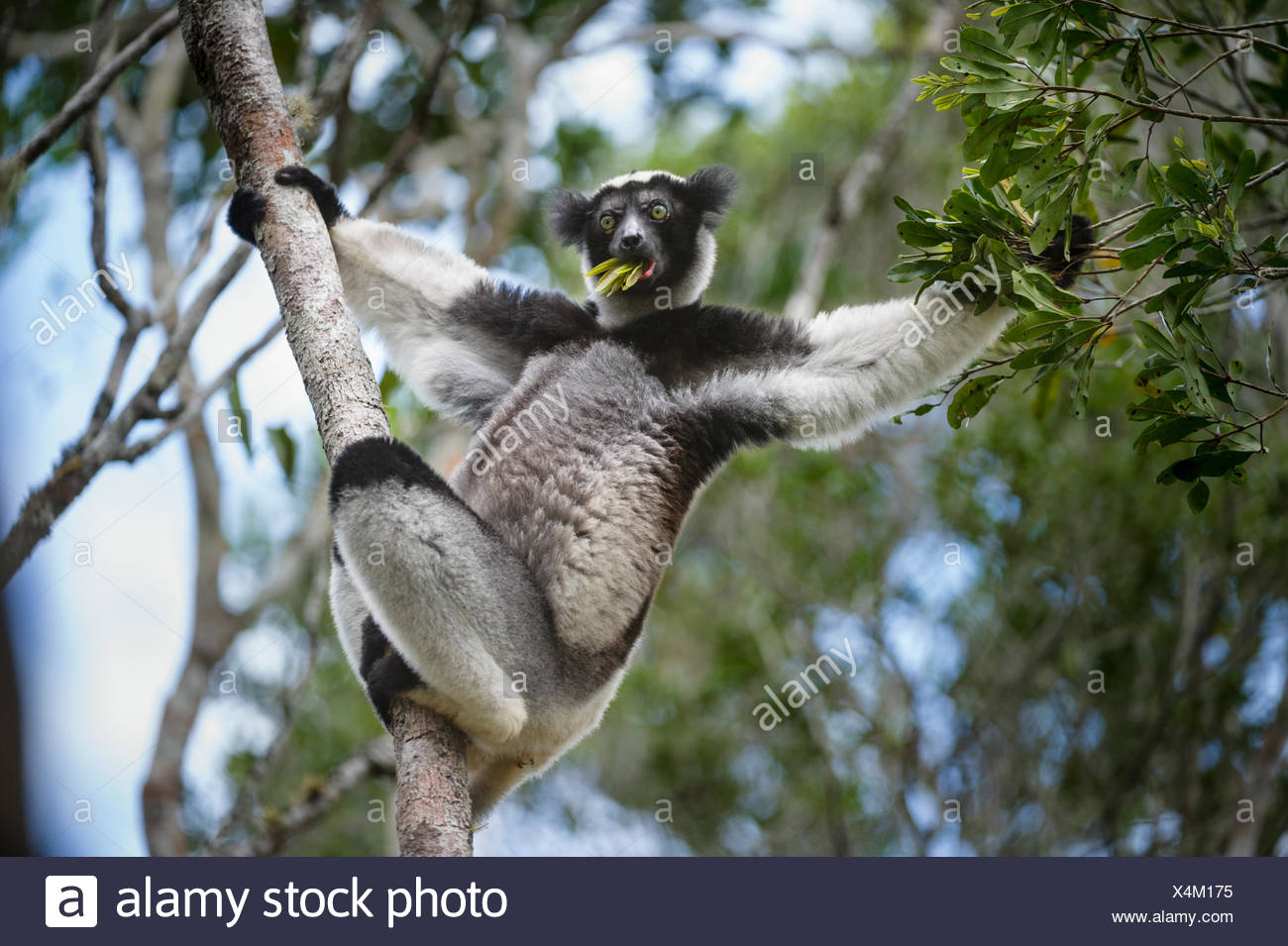 Indri Indri Stock Photos & Indri Indri Stock Images - Alamy