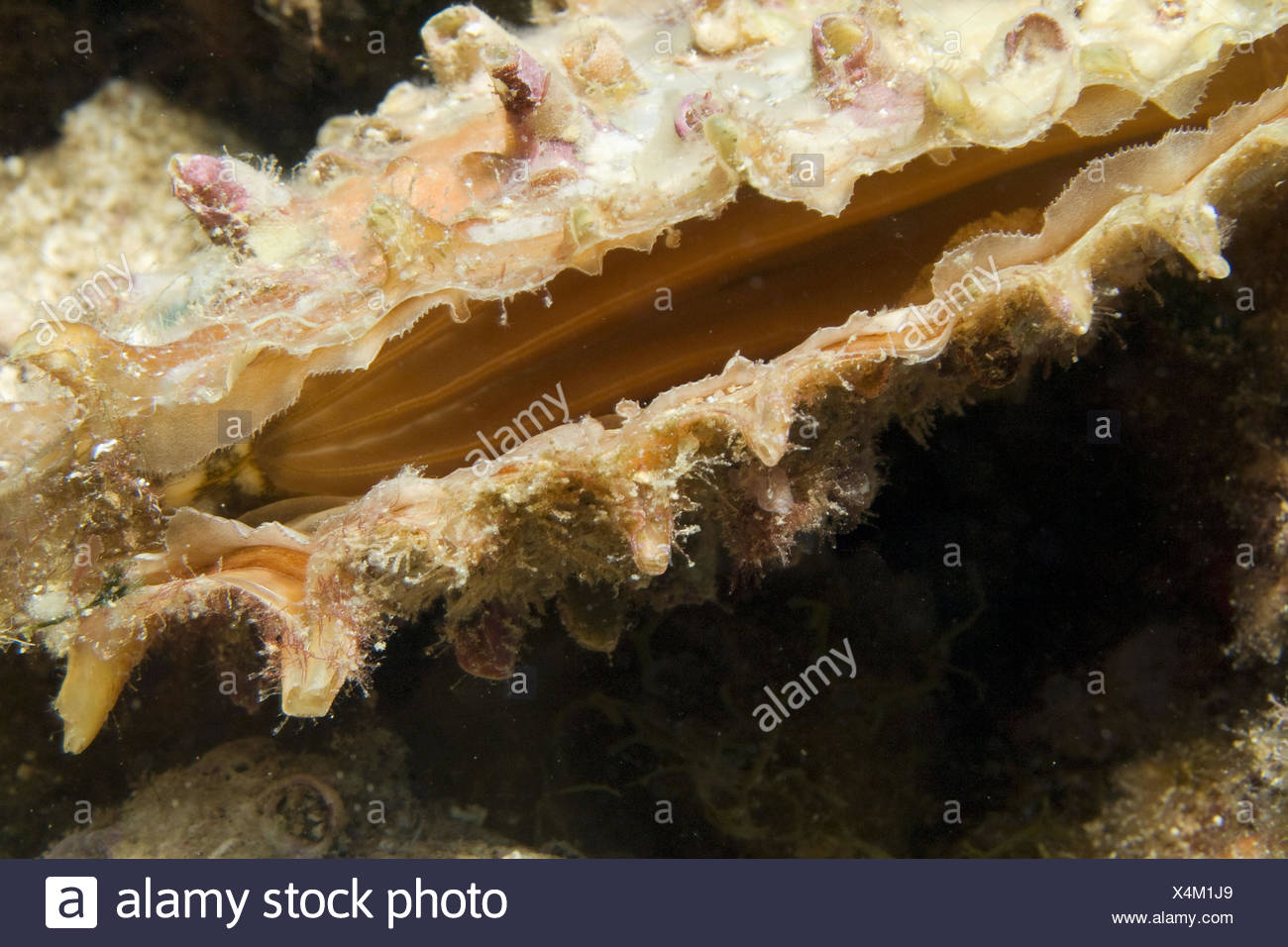 Pinna Nobilis High Resolution Stock Photography and Images - Alamy