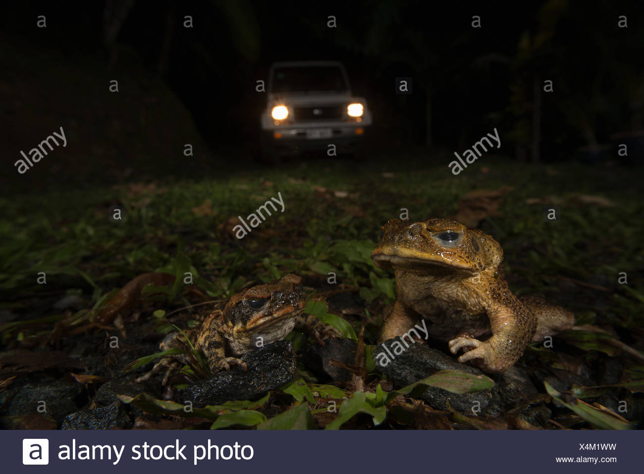 Cane Toads Stock Photos & Cane Toads Stock Images - Alamy