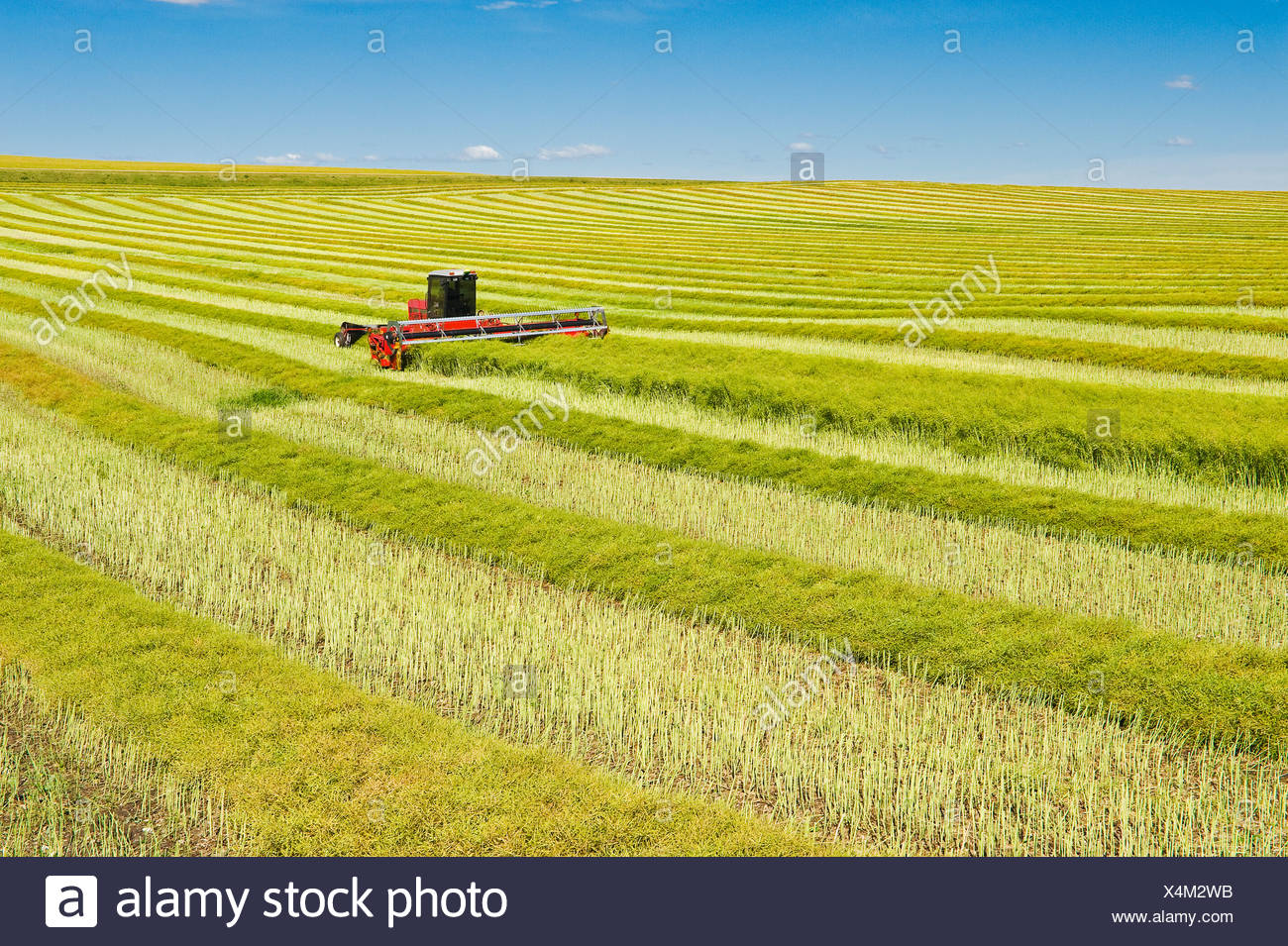 Swathing Stock Photos & Swathing Stock Images - Alamy