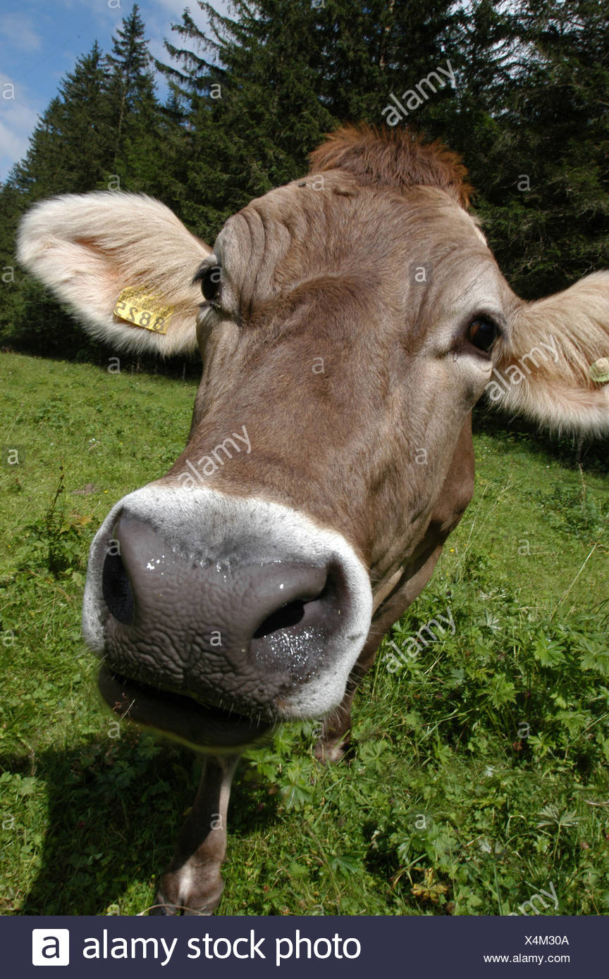 Brown Swiss Cow High Resolution Stock Photography and Images - Alamy