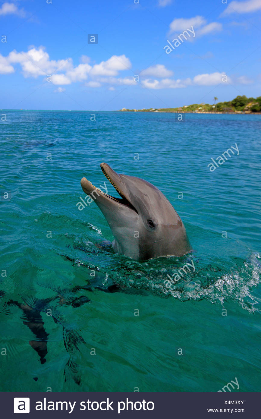 Dolphin Head High Resolution Stock Photography and Images - Alamy