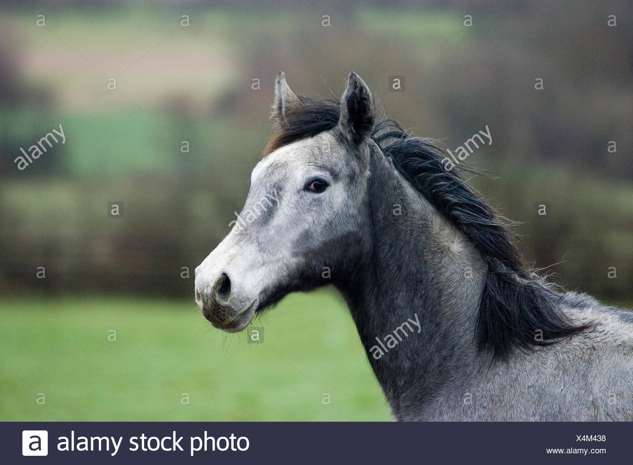 Yearling Thoroughbred Stock Photos & Yearling Thoroughbred Stock Images ...