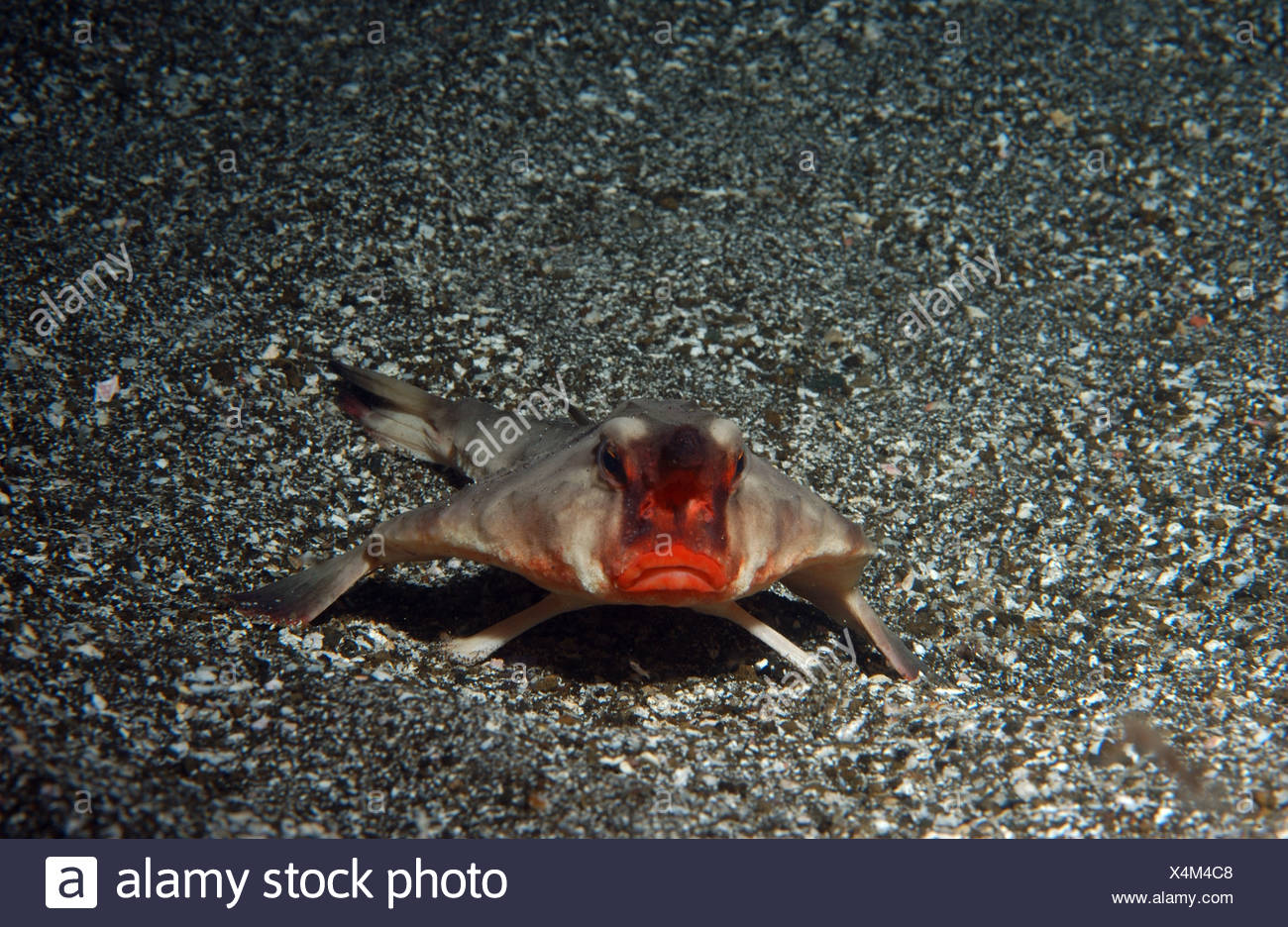 Red Lipped Batfish High Resolution Stock Photography and Images - Alamy