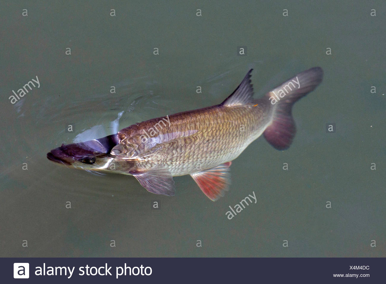 Orfe High Resolution Stock Photography and Images - Alamy