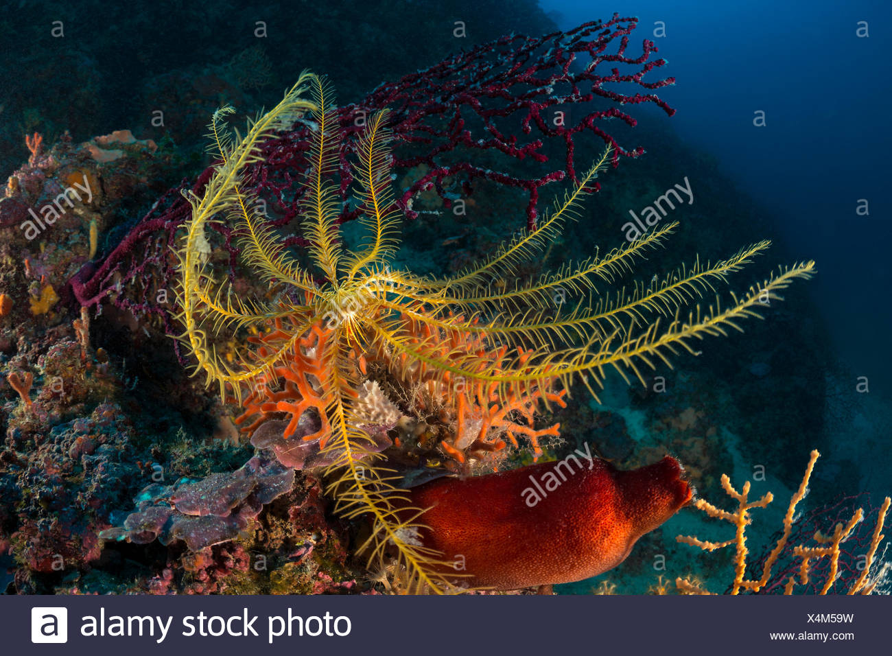 Antedon Stock Photos & Antedon Stock Images - Alamy