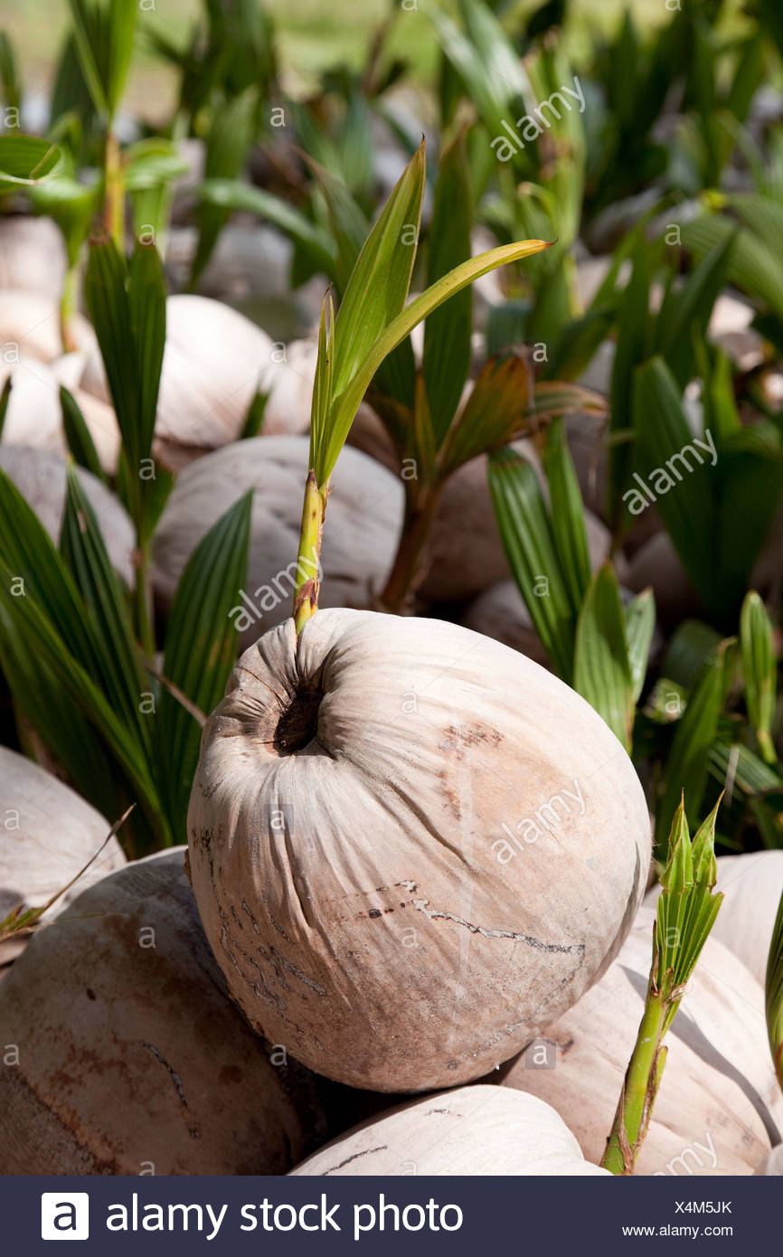Germinating Coconut Stock Photos & Germinating Coconut Stock Images - Alamy