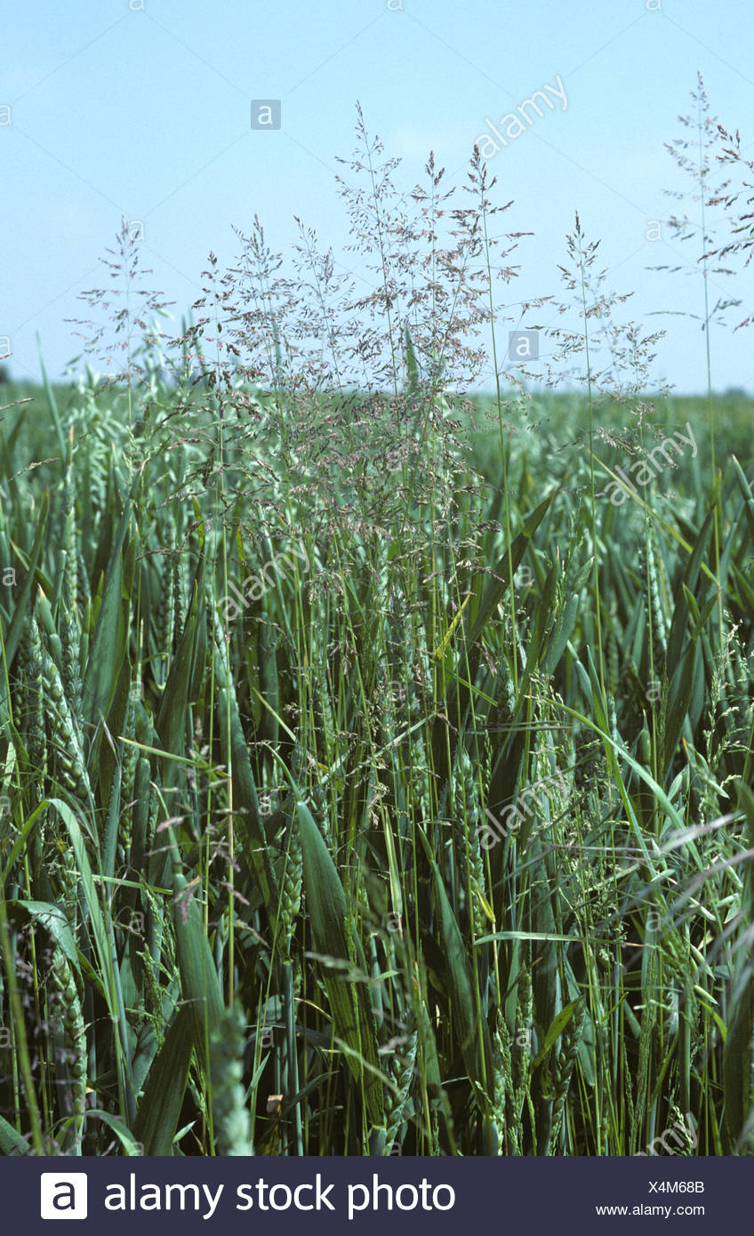 Rough Bluegrass High Resolution Stock Photography and Images - Alamy