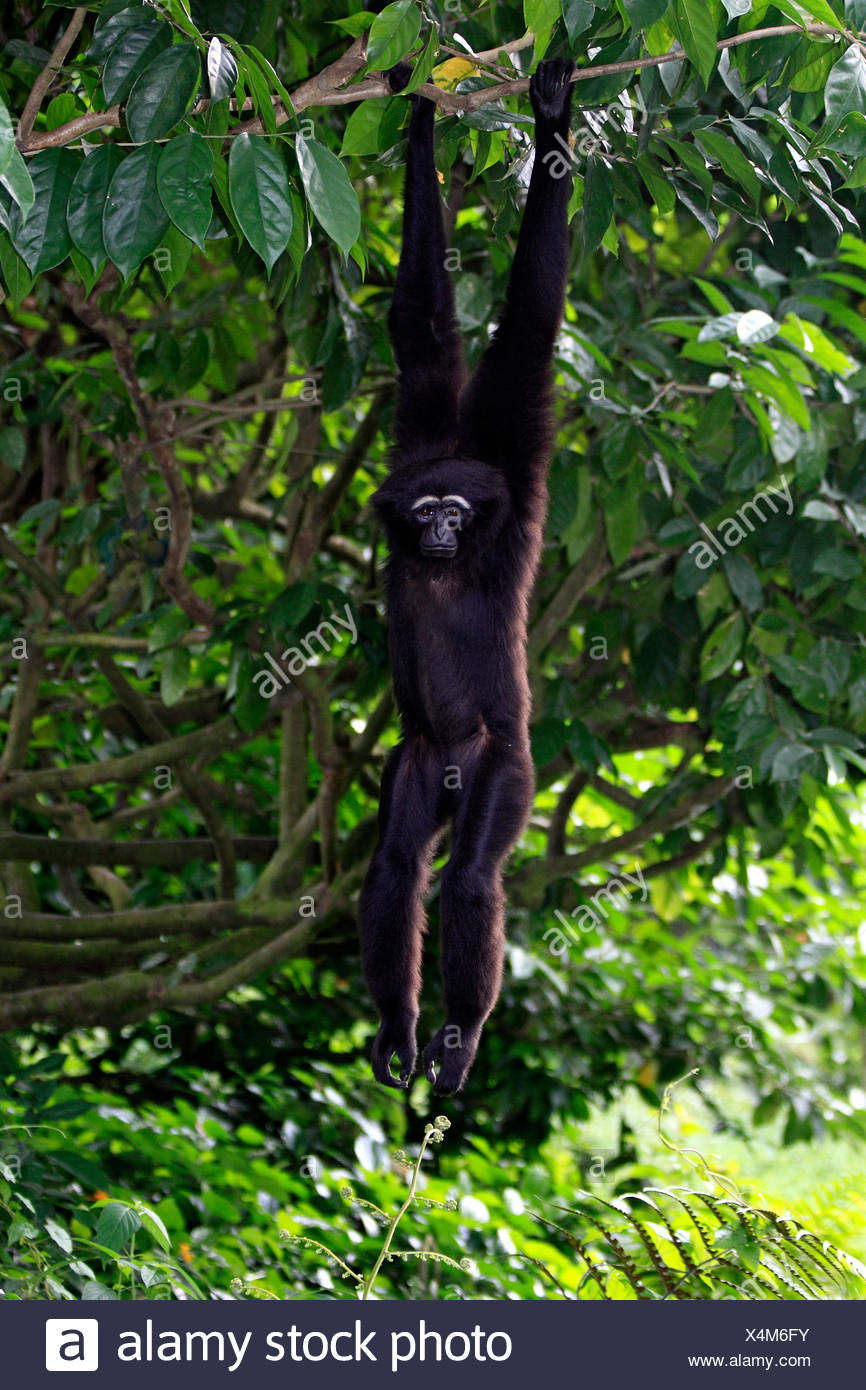 Agile Gibbon Hylobates Agilis Stock Photos & Agile Gibbon Hylobates ...