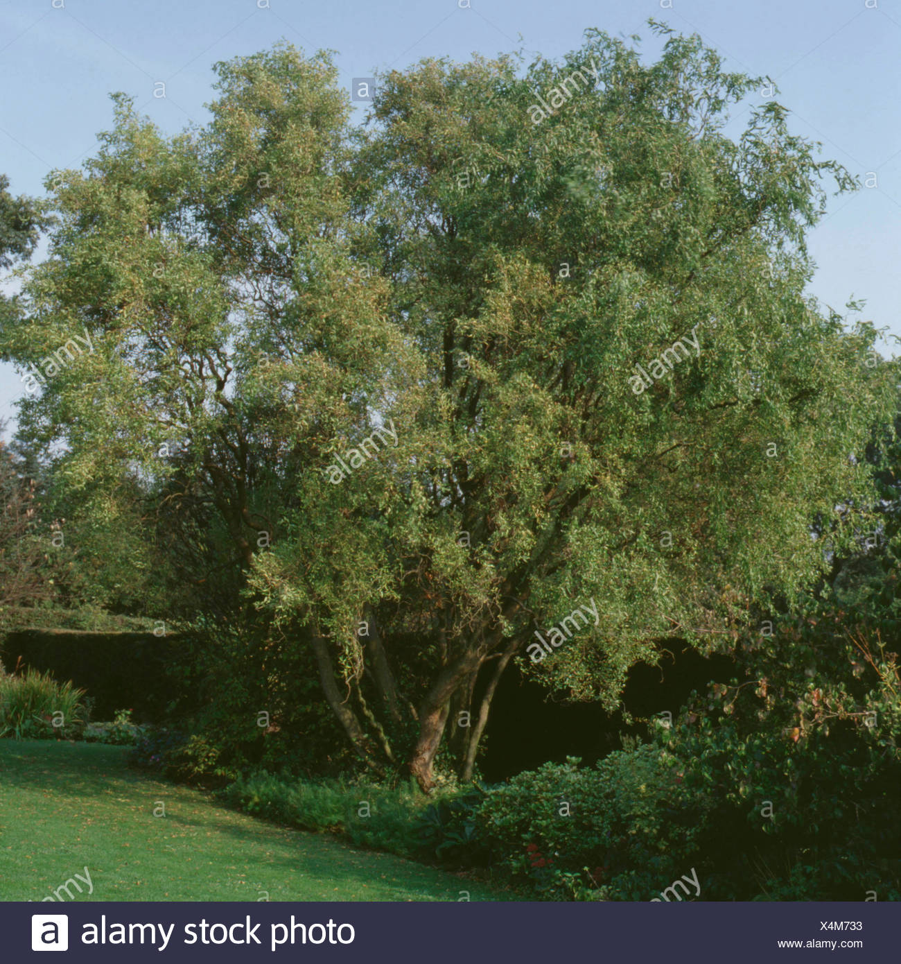 Salix Babylonica Pekinensis Tortuosa High Resolution Stock Photography ...