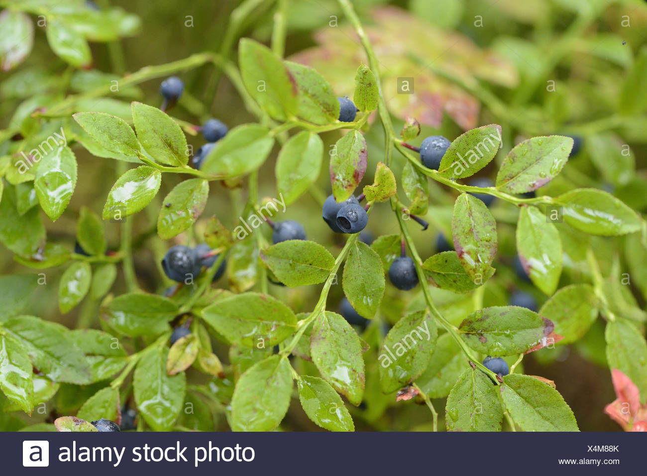Dwarf Bilberry Blueberry Huckleberry Low High Resolution Stock ...