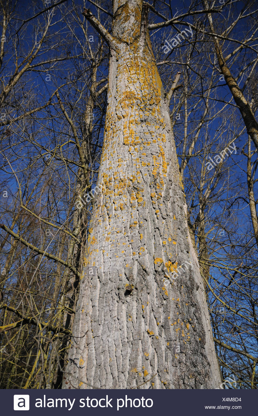 Balsam Poplar Trees High Resolution Stock Photography and Images - Alamy