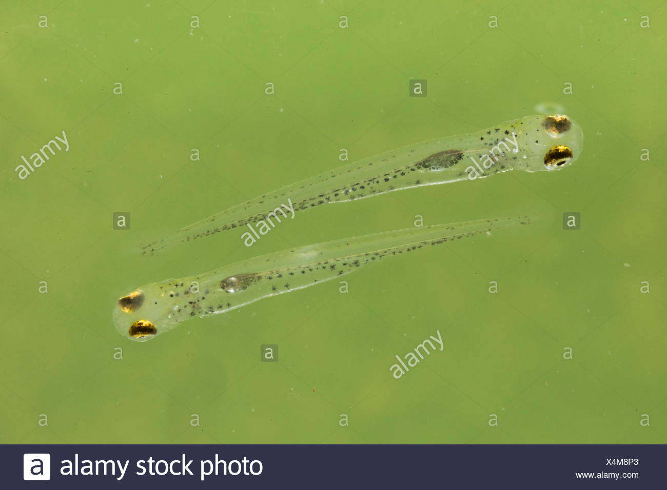 Common Bream Freshwater Bream Carp High Resolution Stock Photography ...