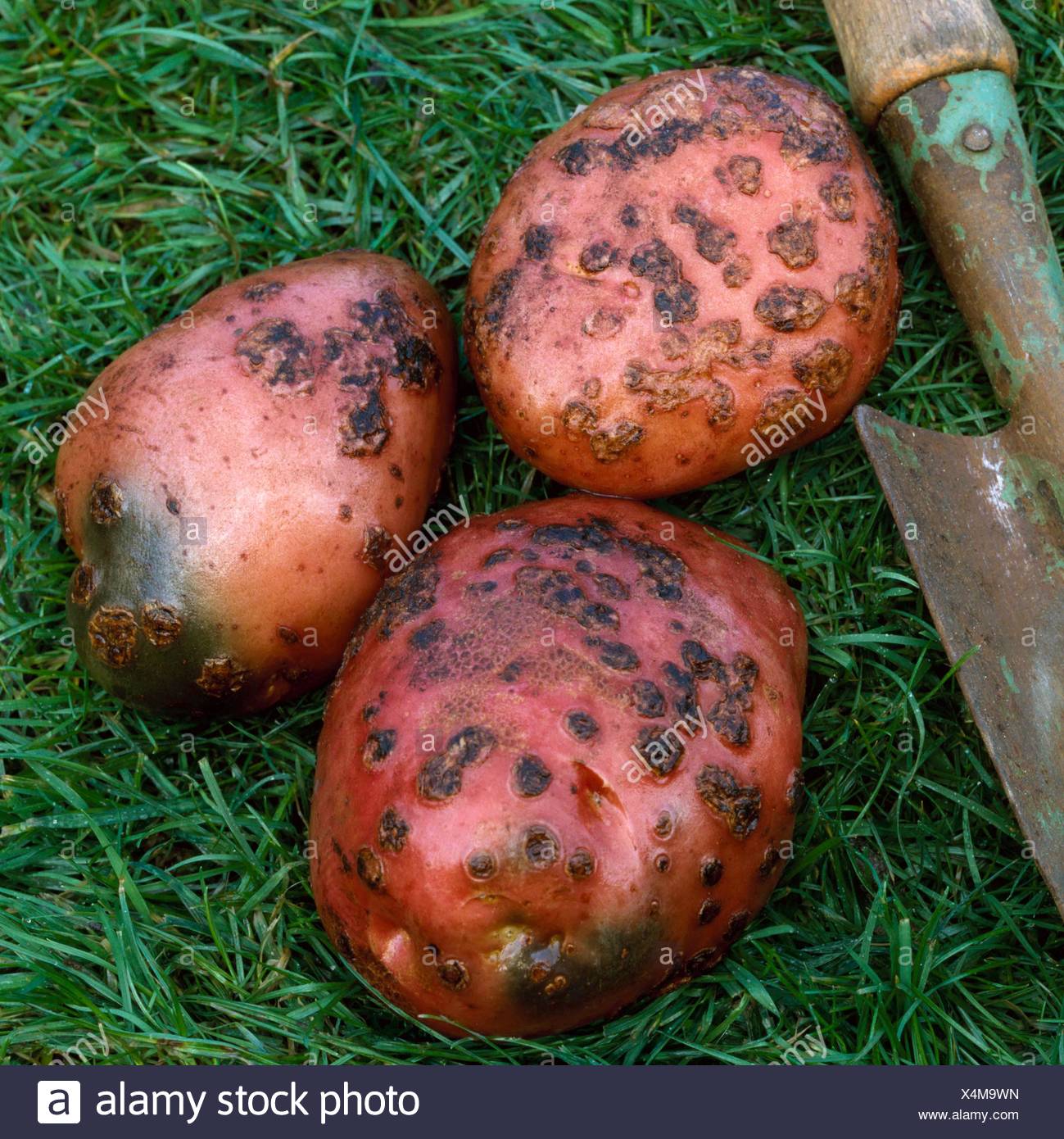 Streptomyces Stock Photos & Streptomyces Stock Images - Alamy