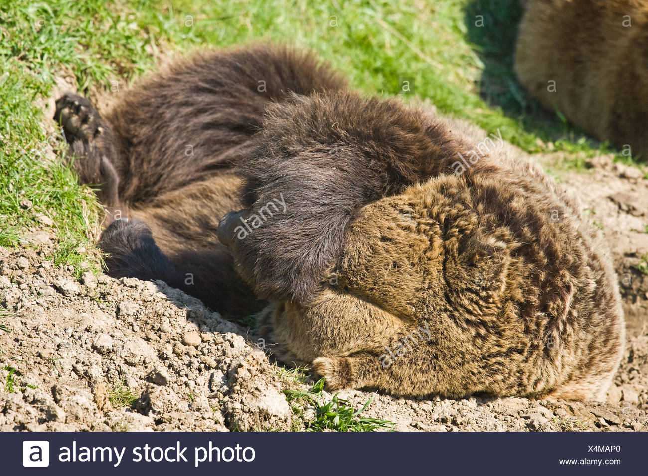 Sleep Brown Bear High Resolution Stock Photography and Images - Alamy