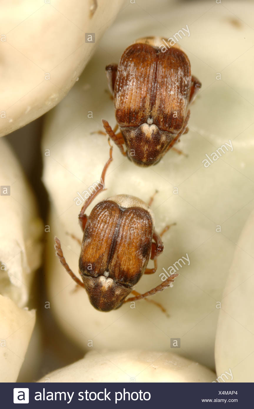 Bruchid High Resolution Stock Photography and Images - Alamy