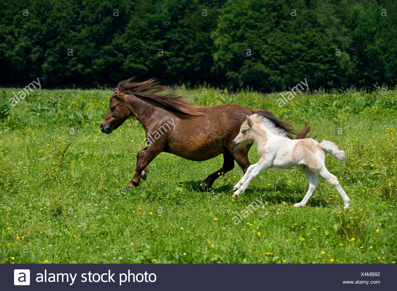 Miniature Shetland Pony Chestnut Mare High Resolution Stock Photography ...