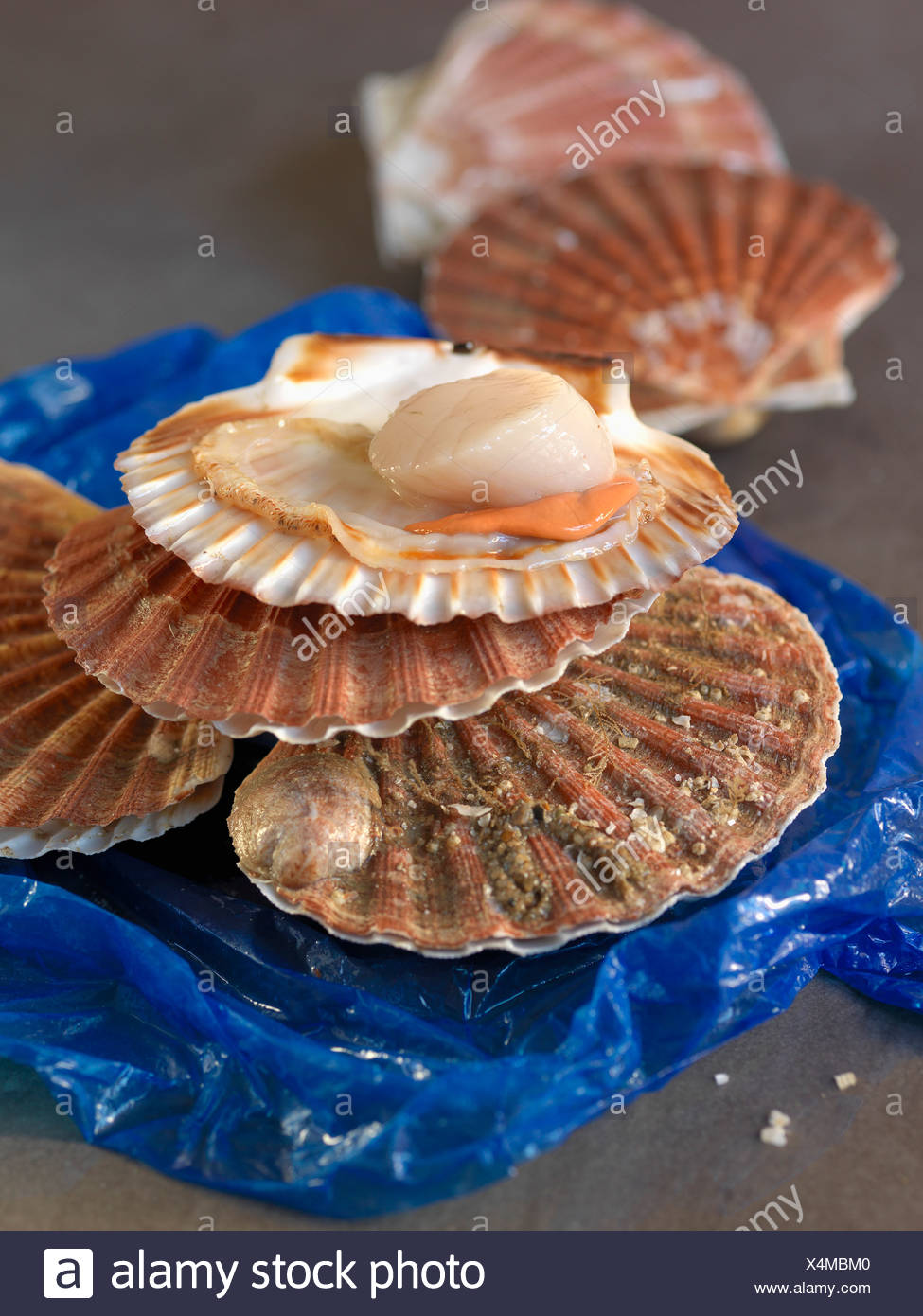 Raw Scallops High Resolution Stock Photography and Images - Alamy