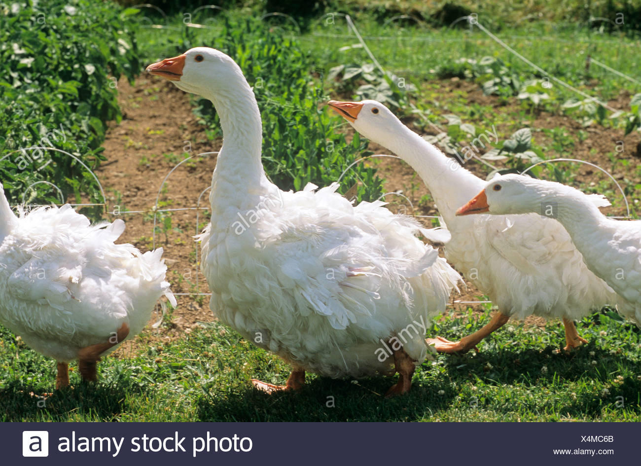 Sebastopol Goose Stock Photos & Sebastopol Goose Stock Images - Alamy
