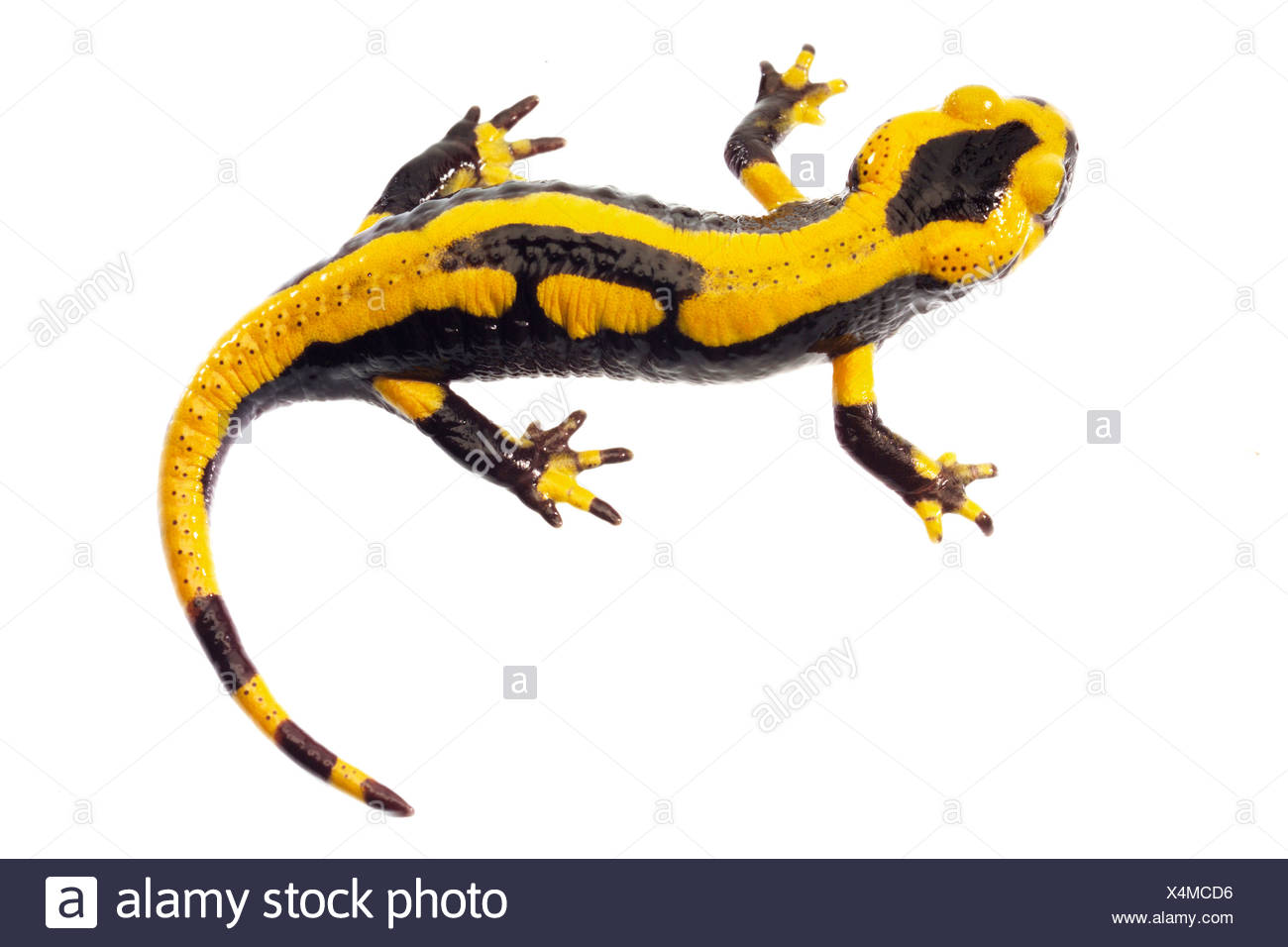 African Salamander High Resolution Stock Photography and Images - Alamy